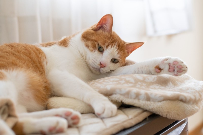 Wiadomo dlaczego koty wolą spać na lewym boku | londynek.net