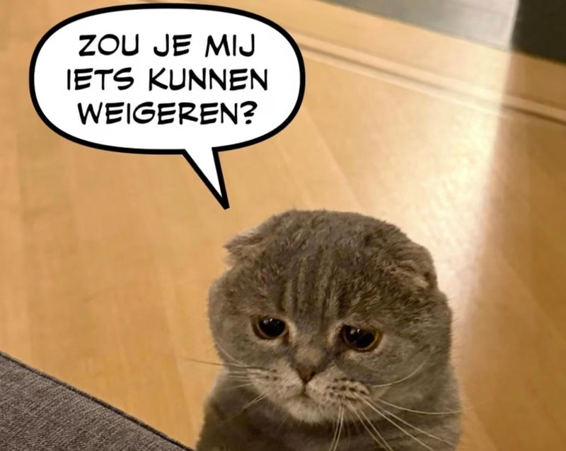 Kot premiera Belgii typuje wyniki mundialu!
